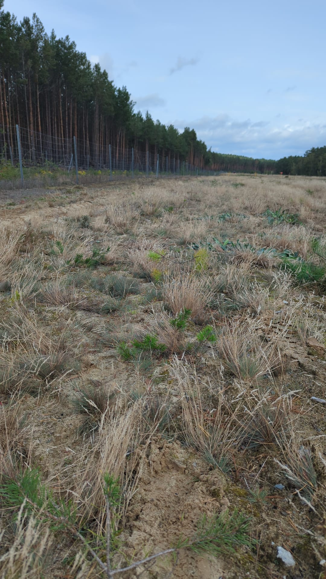 Öko-Fokus Landschafts- und Trassenpflege – Biodiversität und ...